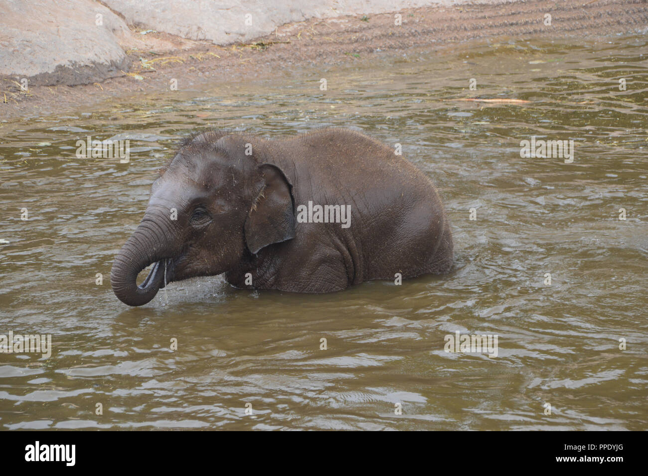 Baby Elephants Playing In Pool
