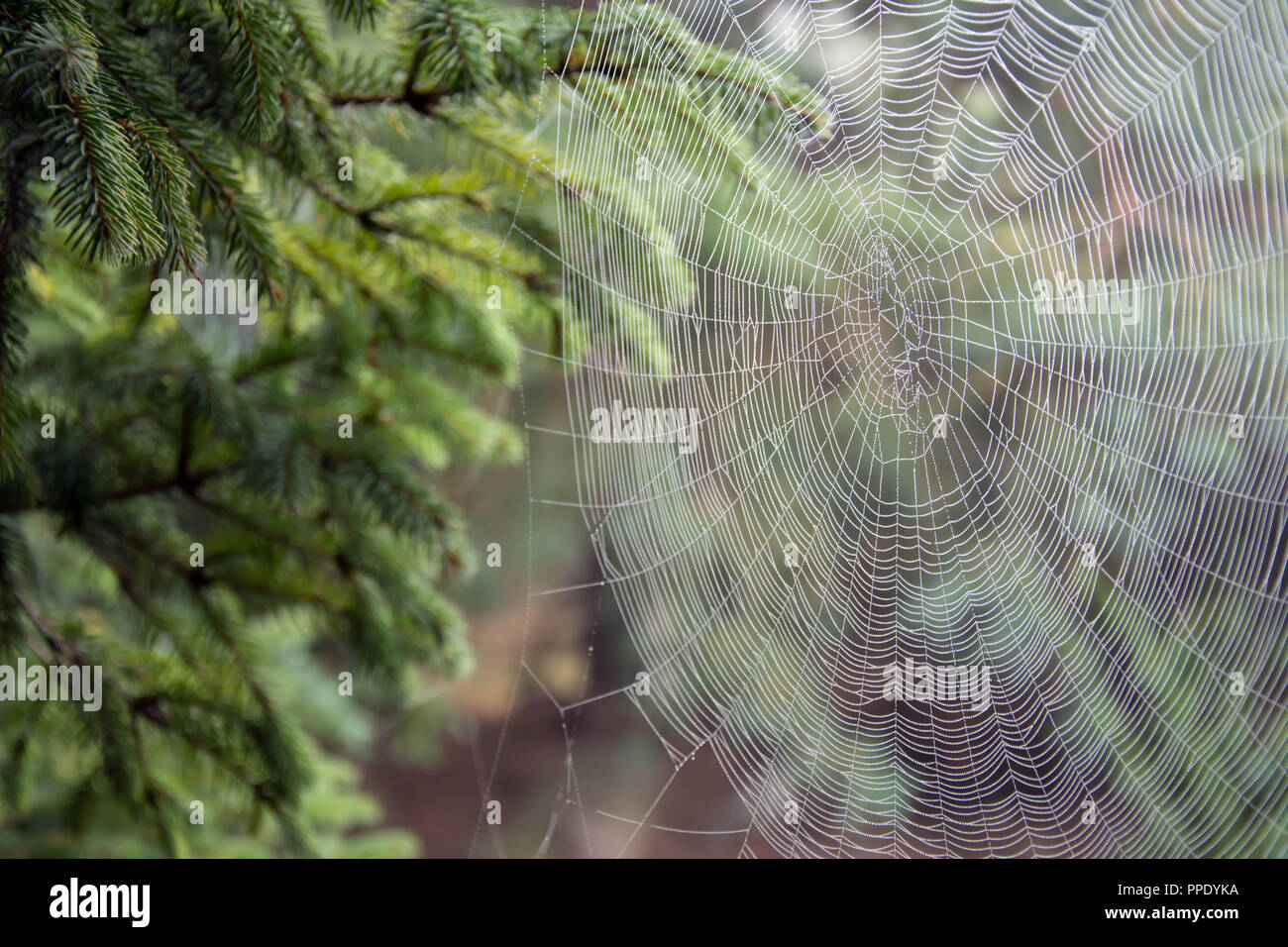Beautiful cobweb hi-res stock photography and images - Alamy