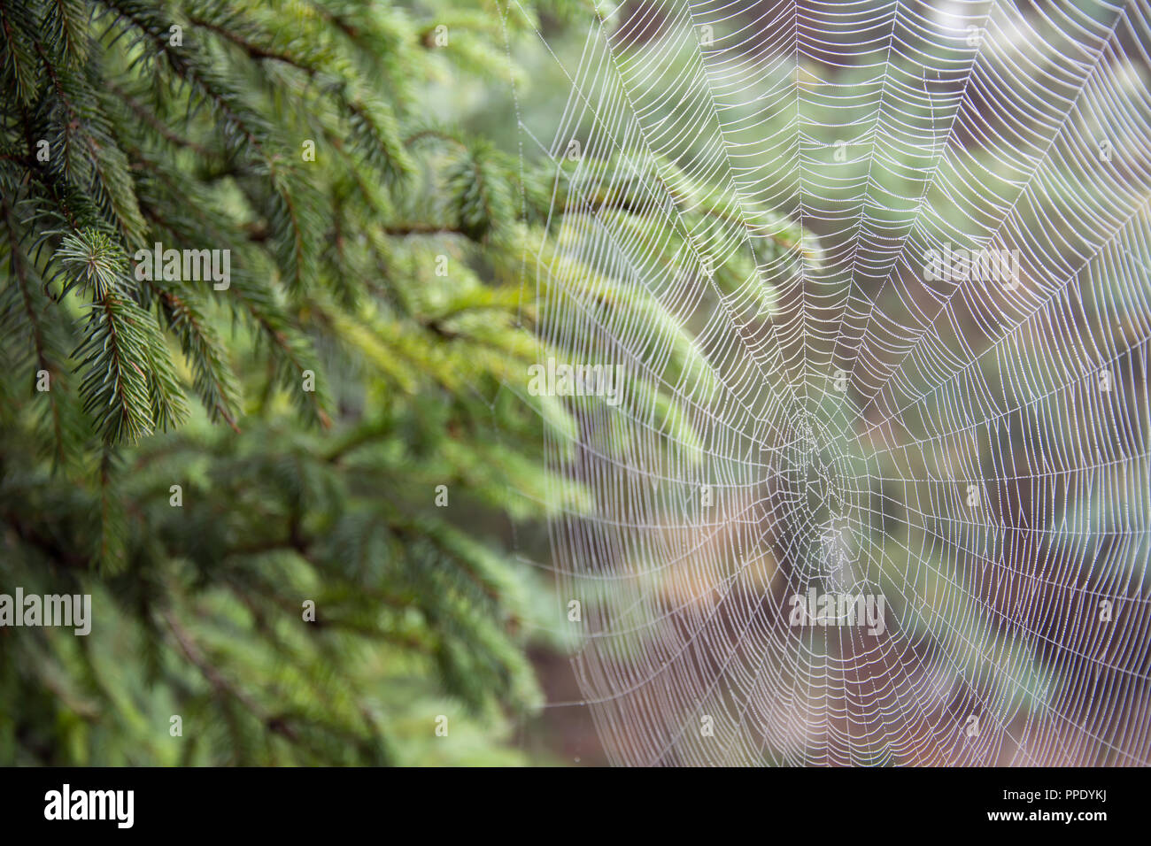 Closeup of a beautiful cobweb cowered with dew drops, spreaded between ...