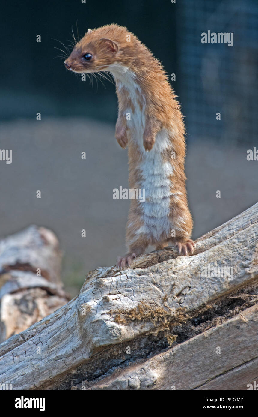 Weasel uk hi-res stock photography and images - Alamy