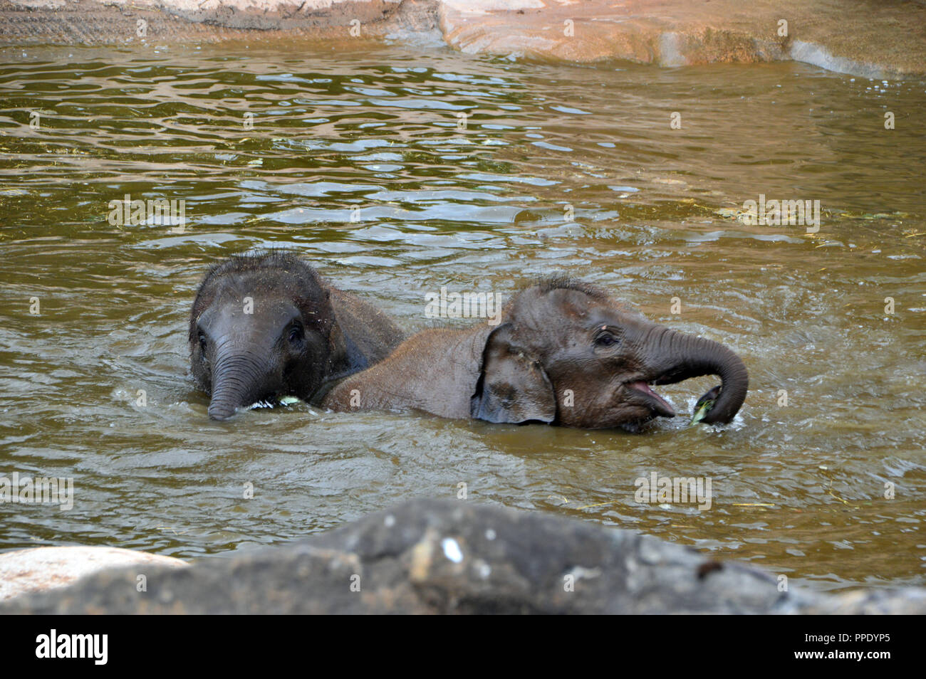 Two Young Asian Elephants (Elephas maximus) Playing in Pool near a ...