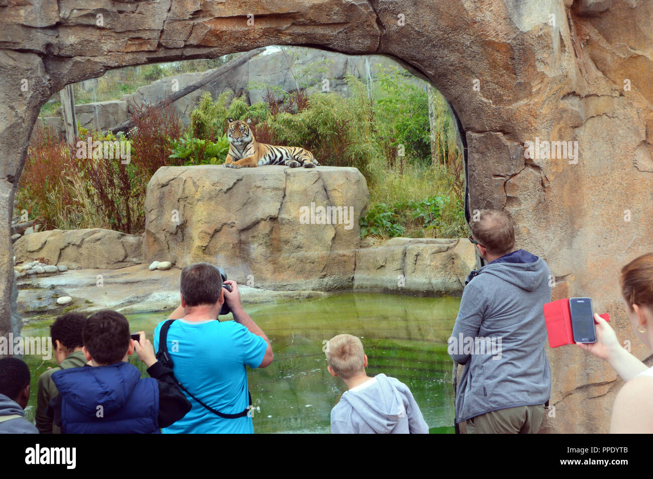 People Taking Photos of a Sumatran Tiger (Panthera tigris sumatrae ...