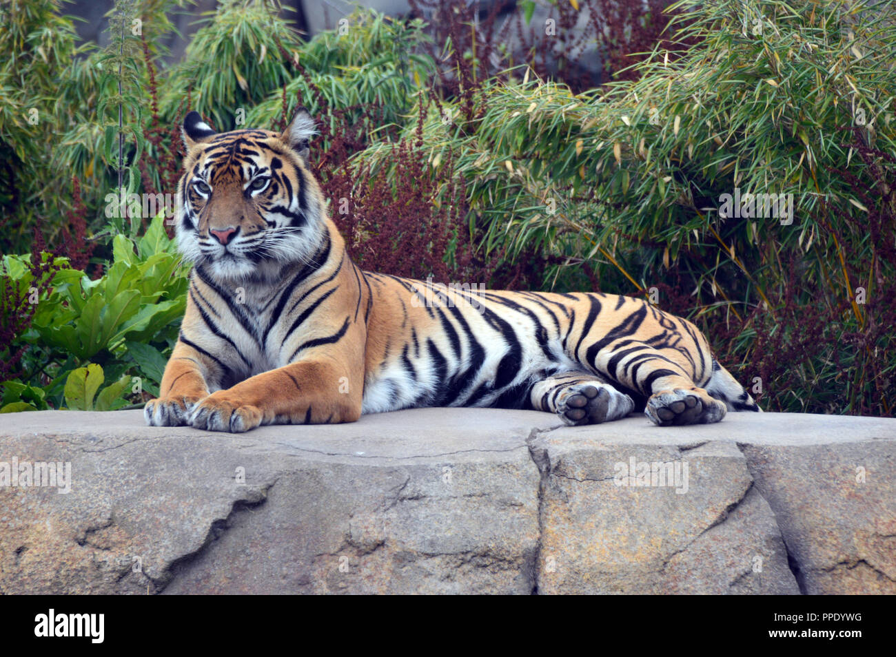 Tiger looking down hi-res stock photography and images - Alamy