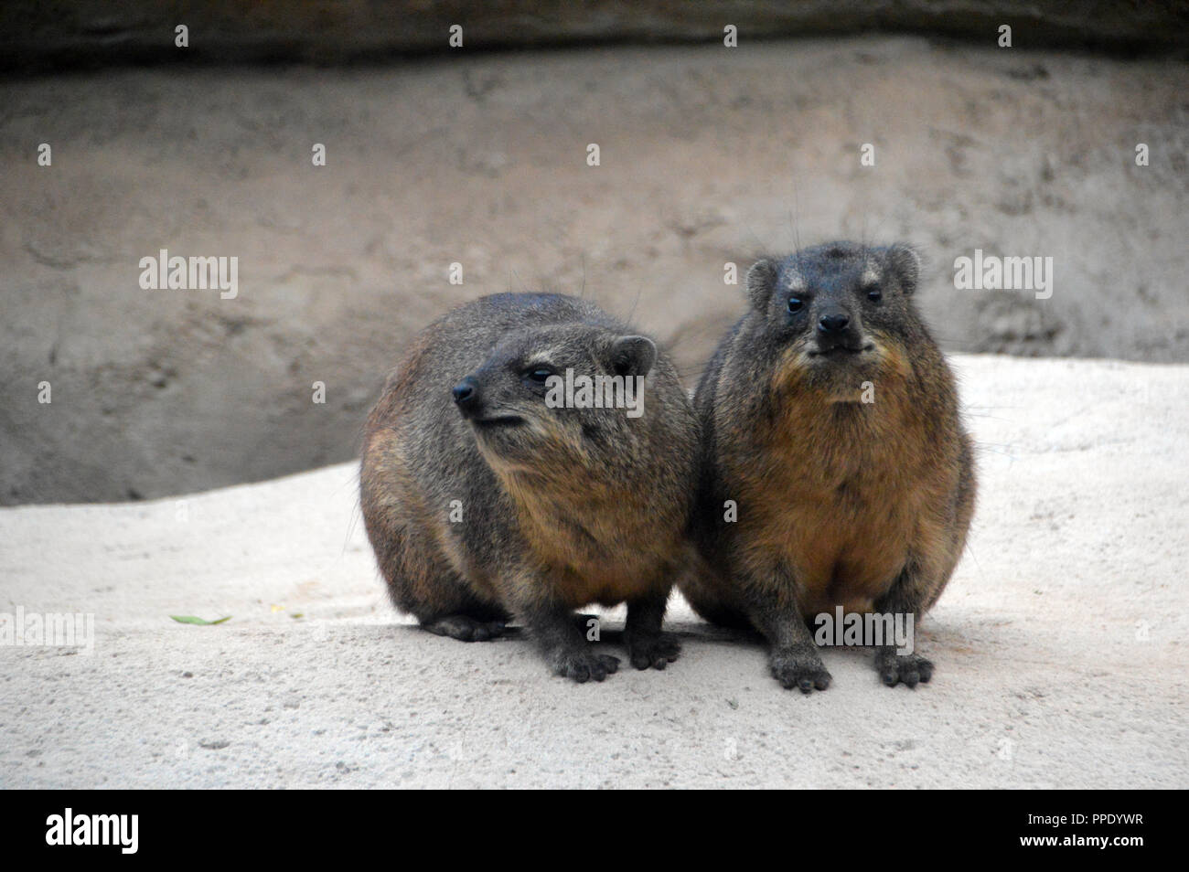 Rock hyraxes chester zoo hi-res stock photography and images - Alamy