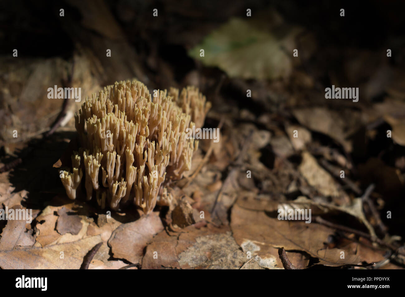 Edible forest mushrooms Ramaria flava Stock Photo - Alamy