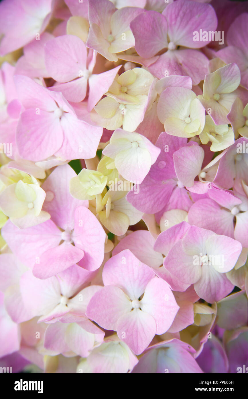 Cluster pink white hydrangea hi-res stock photography and images - Alamy