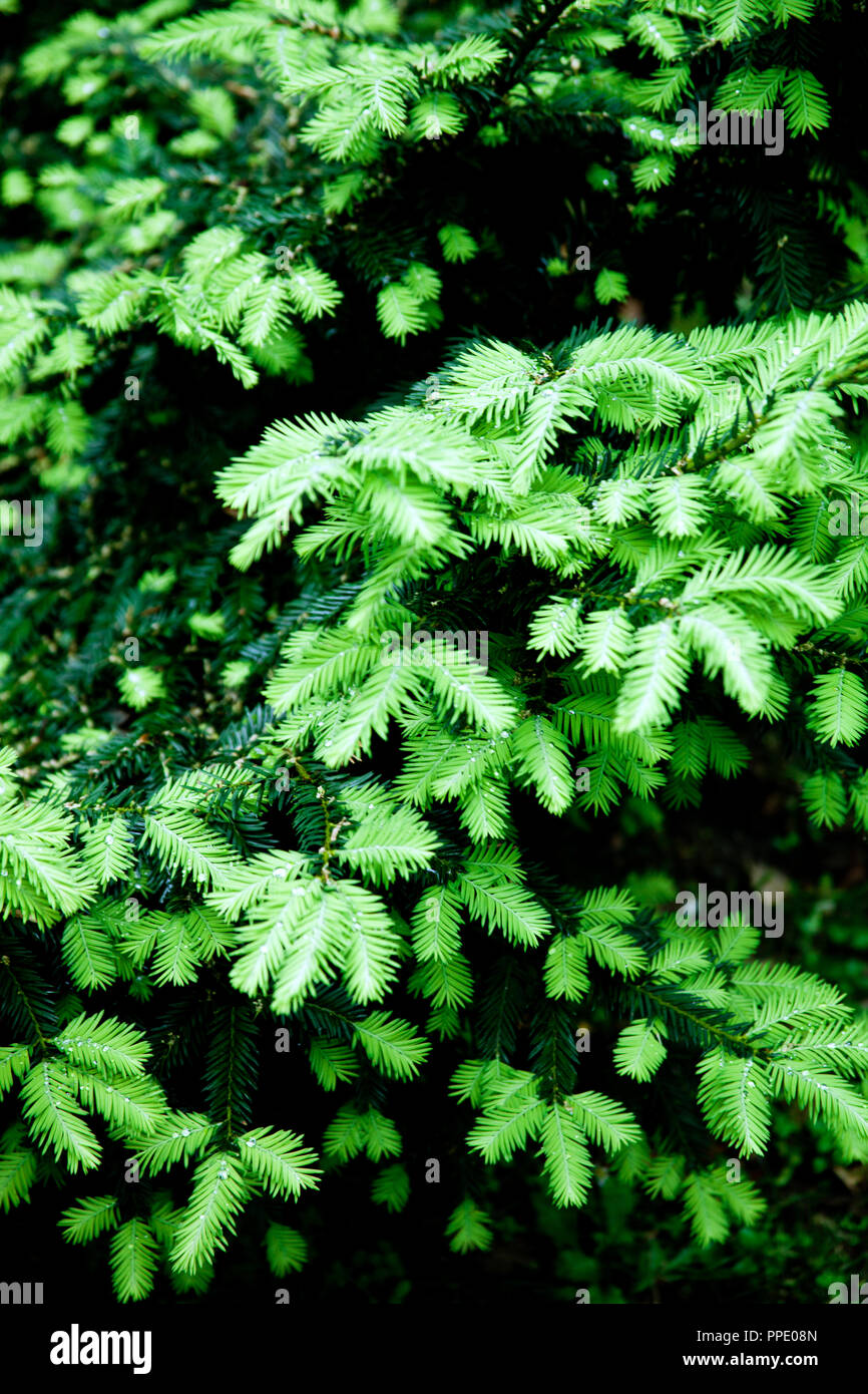 pine tree background Stock Photo - Alamy