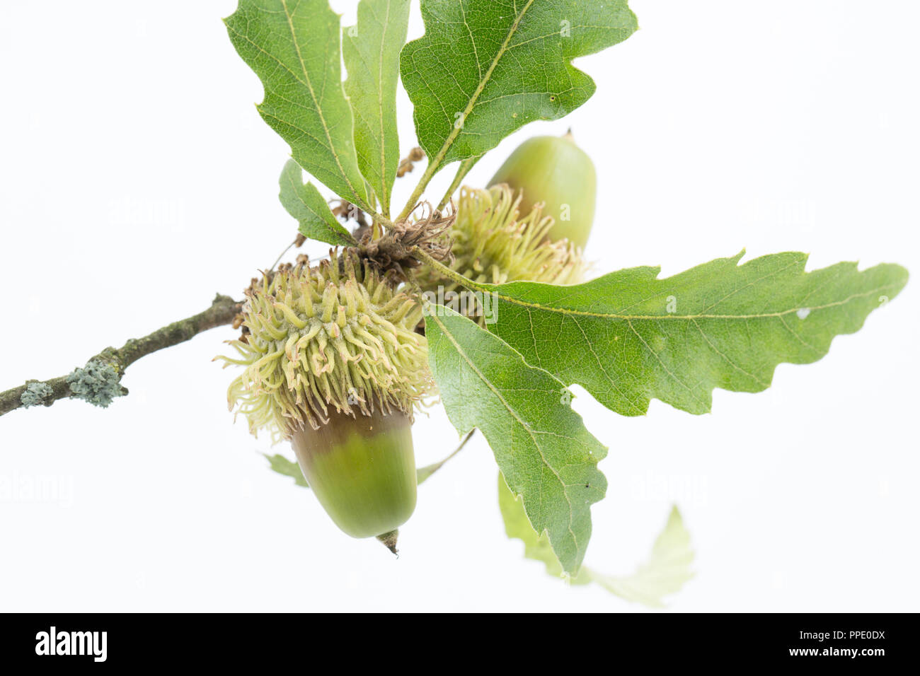 Two acorns of the Turkey oak, Quercus cerris, photographed on a white ...