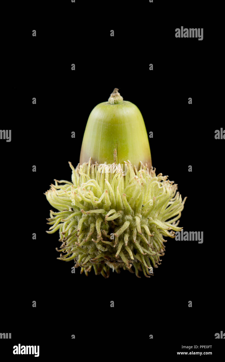 Black oak acorns hi-res stock photography and images - Alamy