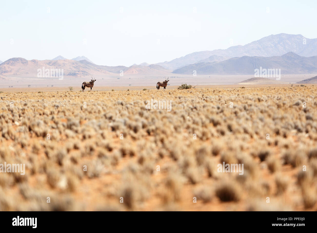 Two adult animals in dry desert landscape hi-res stock photography and ...
