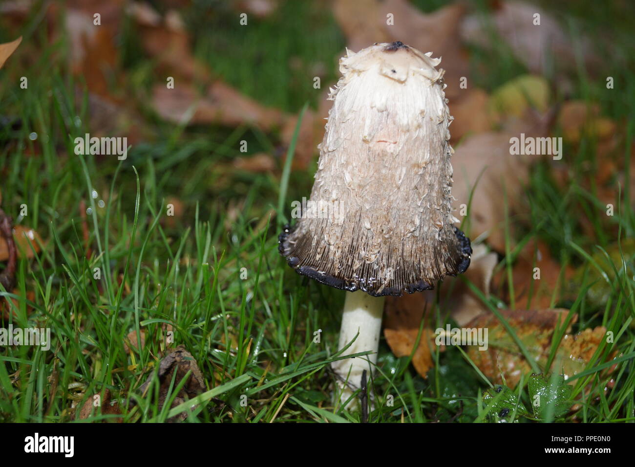 Coprinus comatus schopftintling hi-res stock photography and images - Alamy