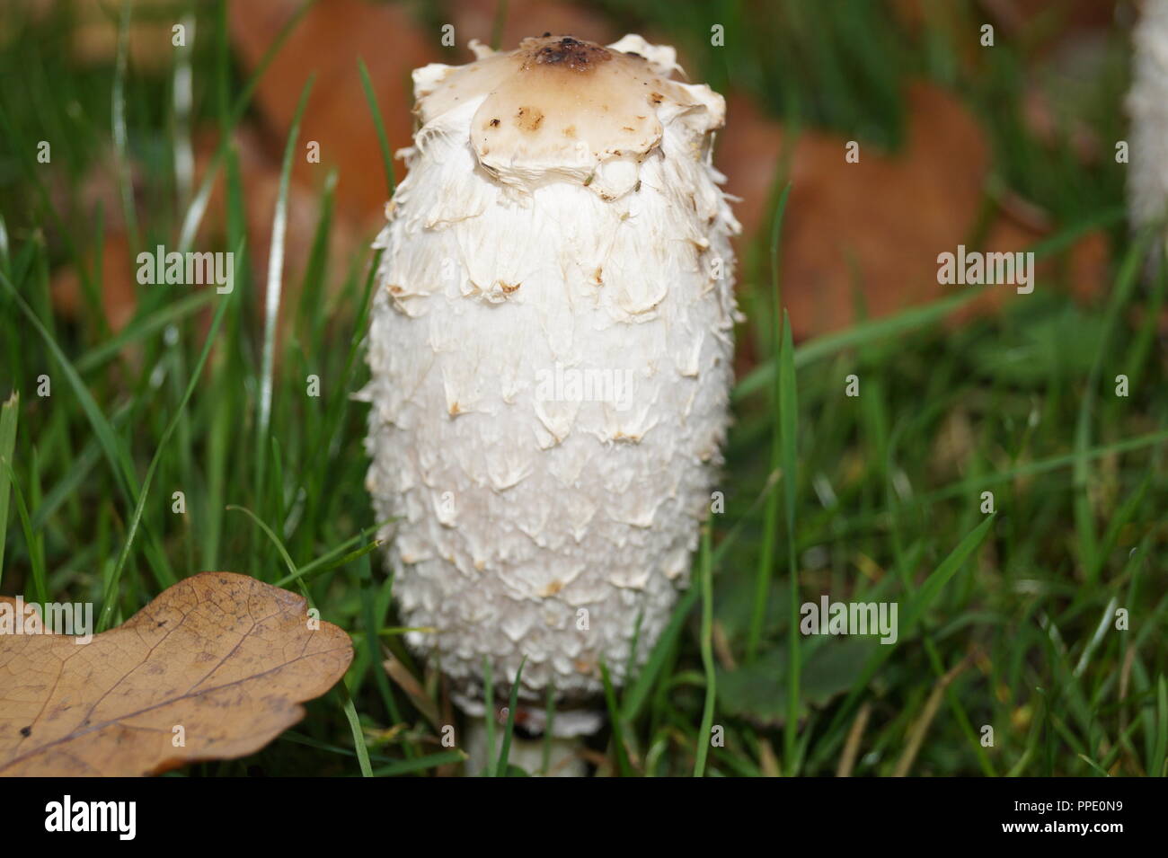 coprinus comatus mushroom Stock Photo - Alamy