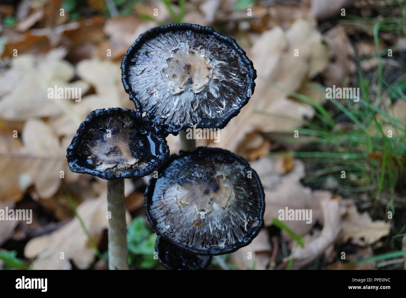 Coprinus comatus schopftintling hi-res stock photography and images - Alamy