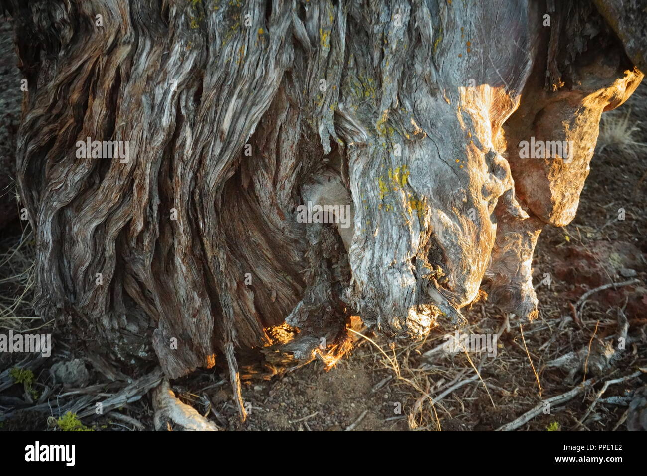 Juniper forms and textures Stock Photo - Alamy