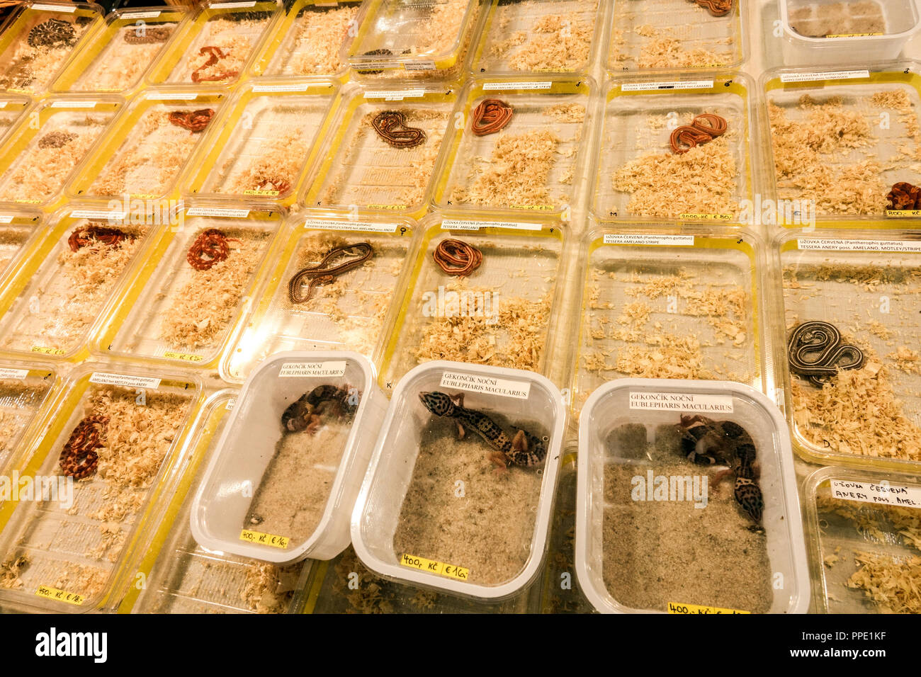 Sale of terrarium animals in plastic boxes on the market - Various ...