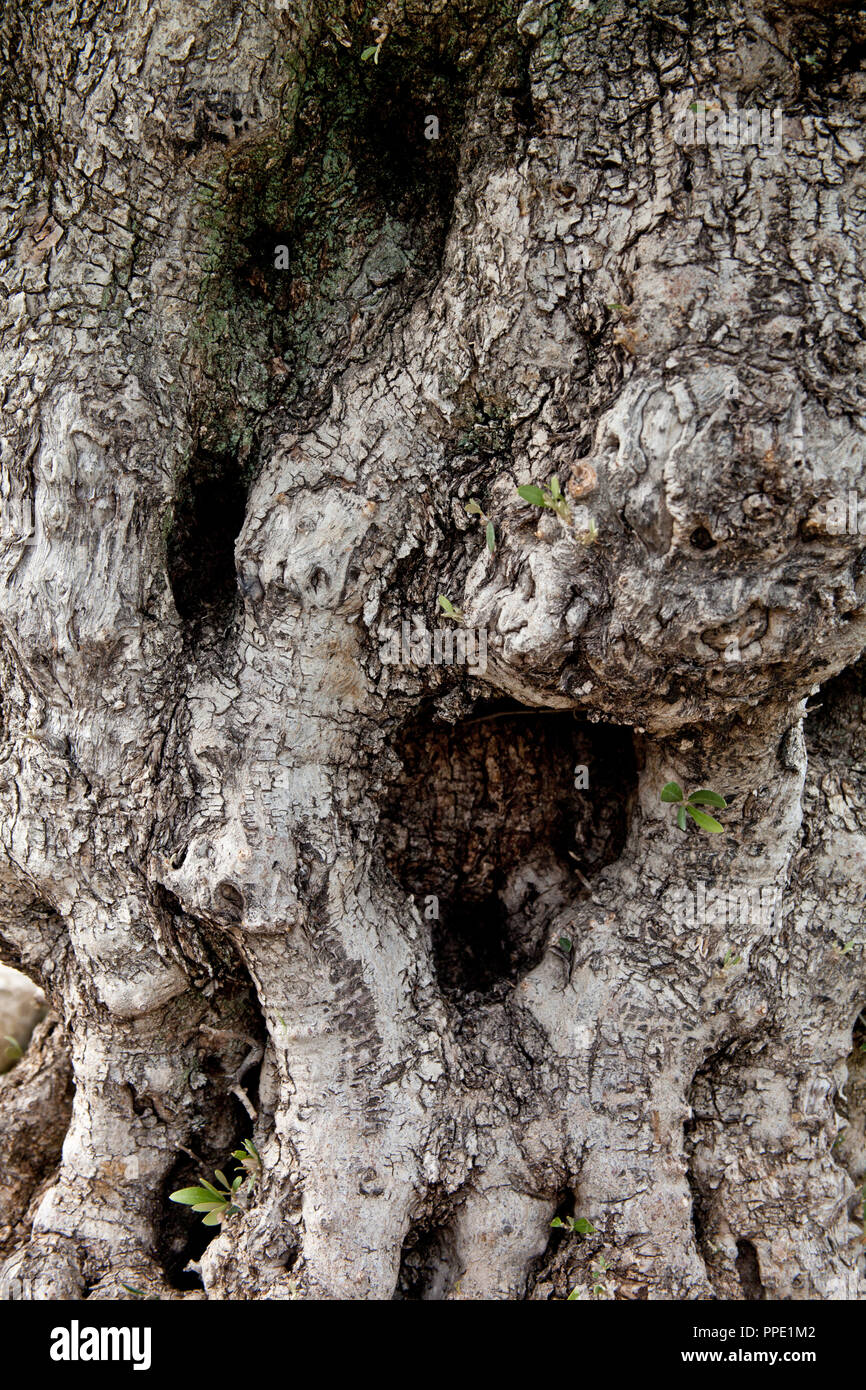 old tree texture background pattern Stock Photo - Alamy