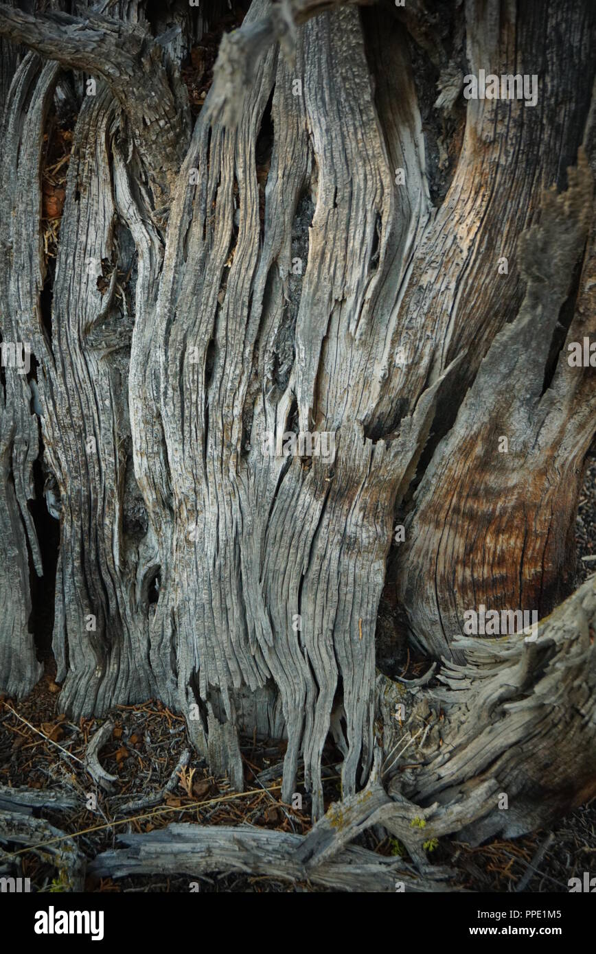 Juniper forms and textures Stock Photo - Alamy