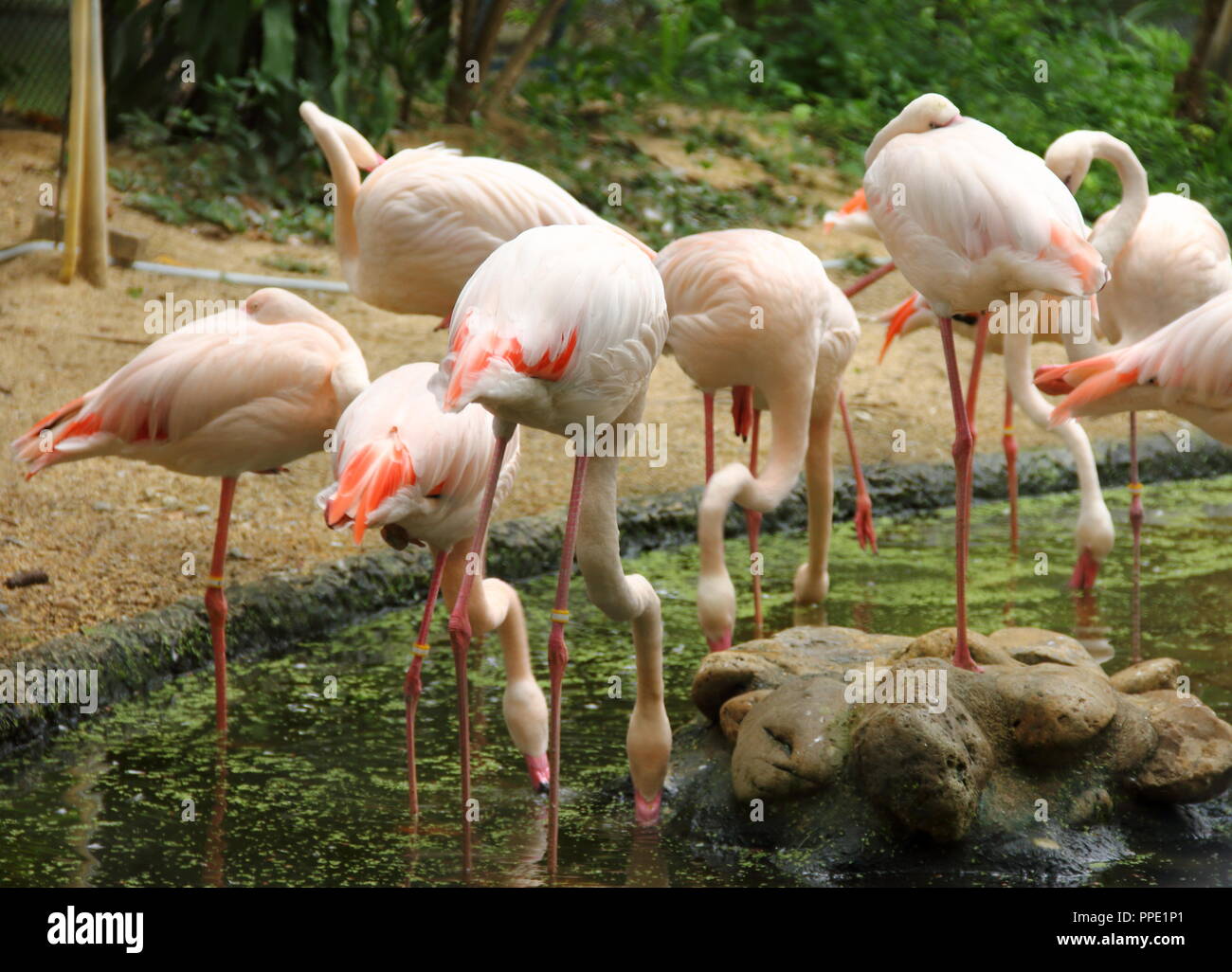 Phoenicopterus roseus nest hi-res stock photography and images - Alamy