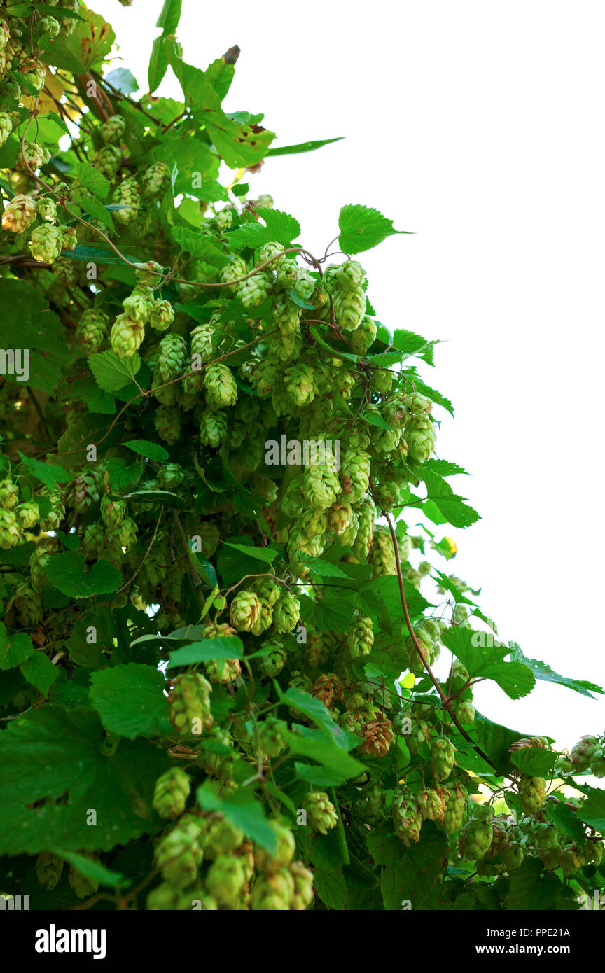 Wild hops hi-res stock photography and images - Alamy