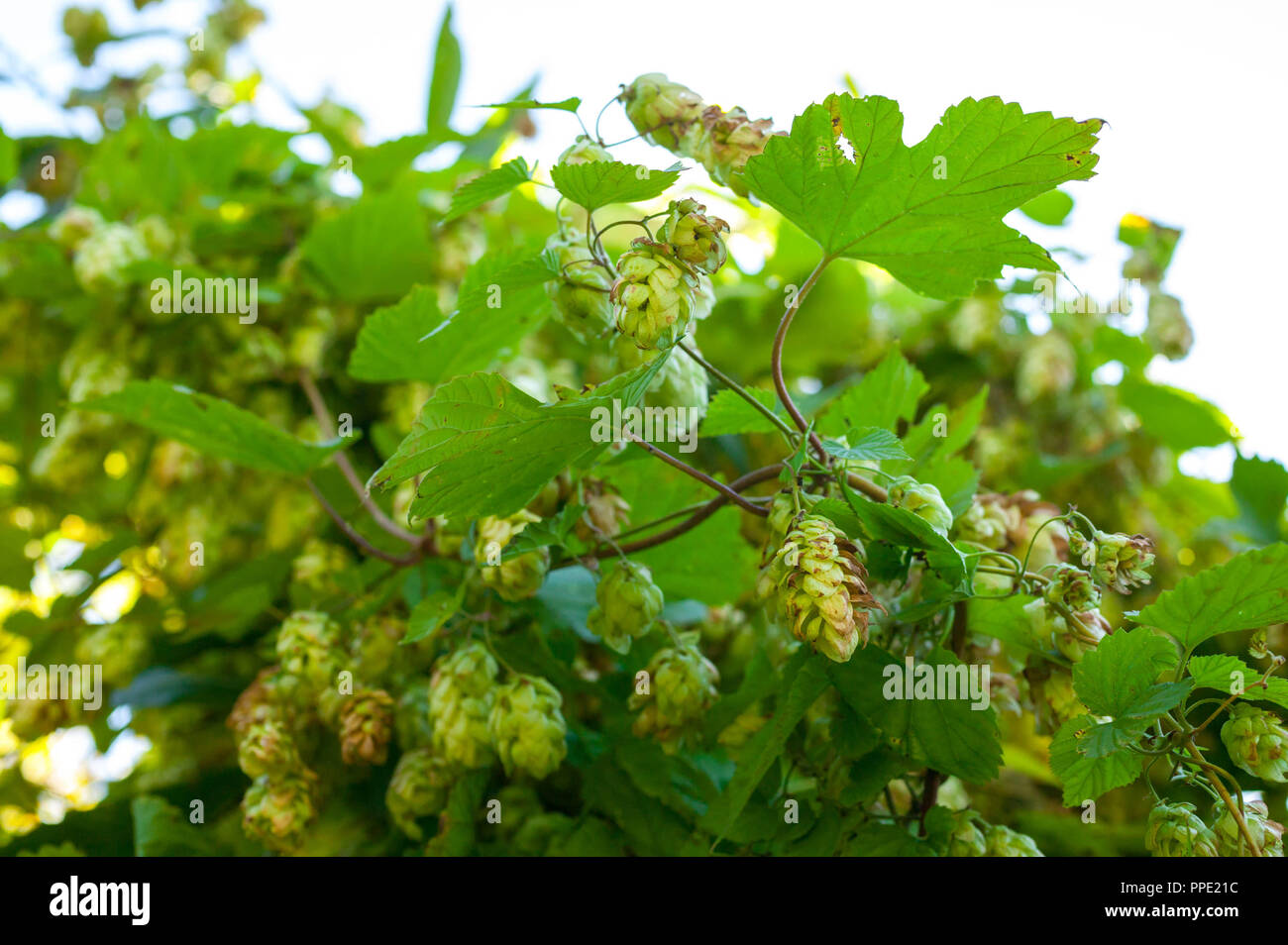 Wild hops. Isolated composition on white background Stock Photo - Alamy
