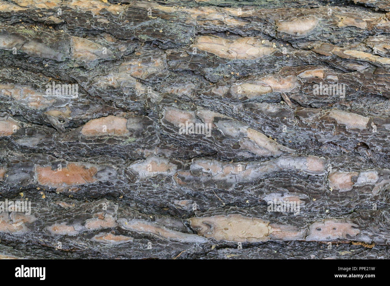 Horizontal texture Bark of old pine tree Stock Photo - Alamy