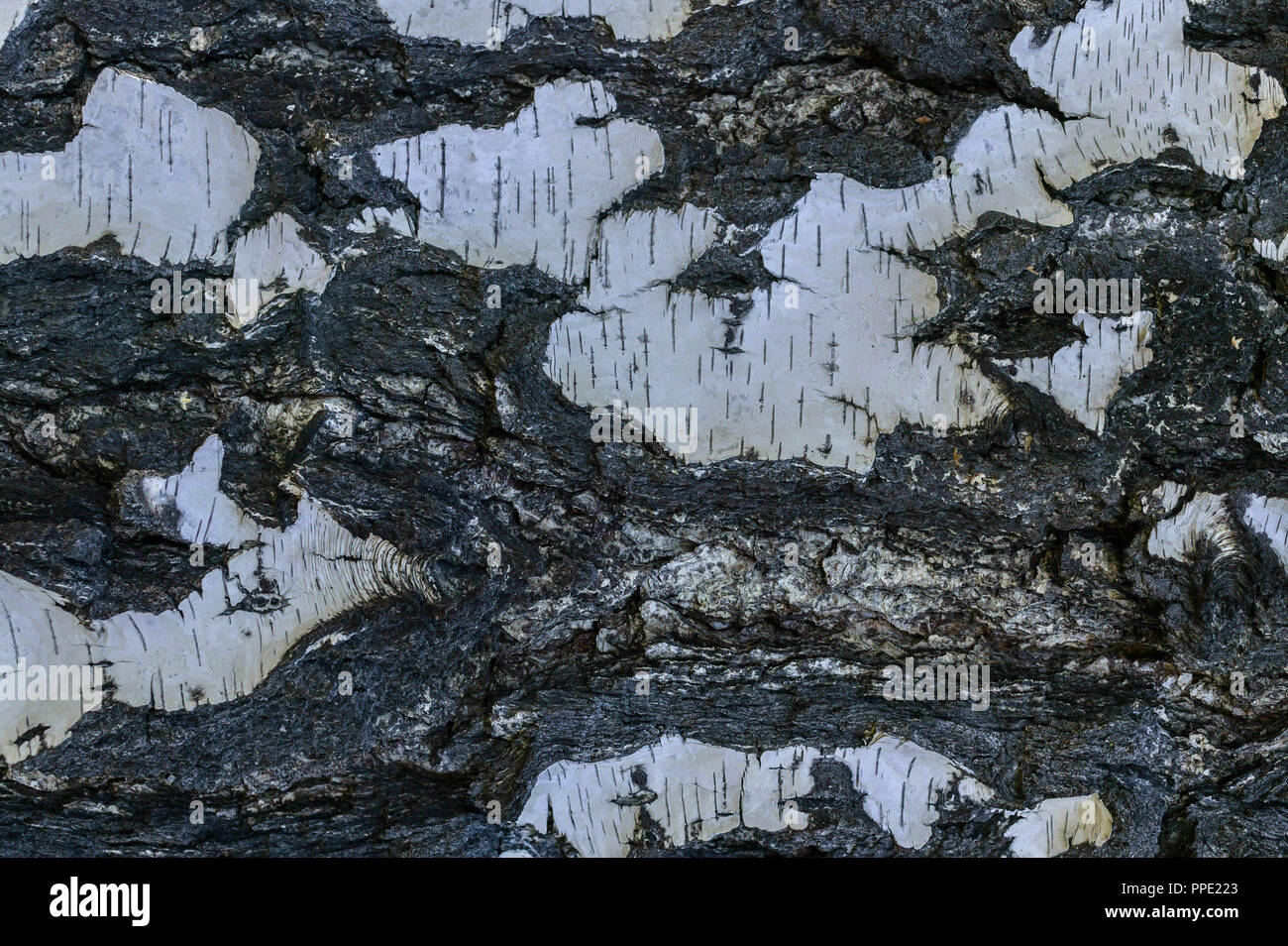 Horizontal texture Bark of old birch tree Stock Photo - Alamy