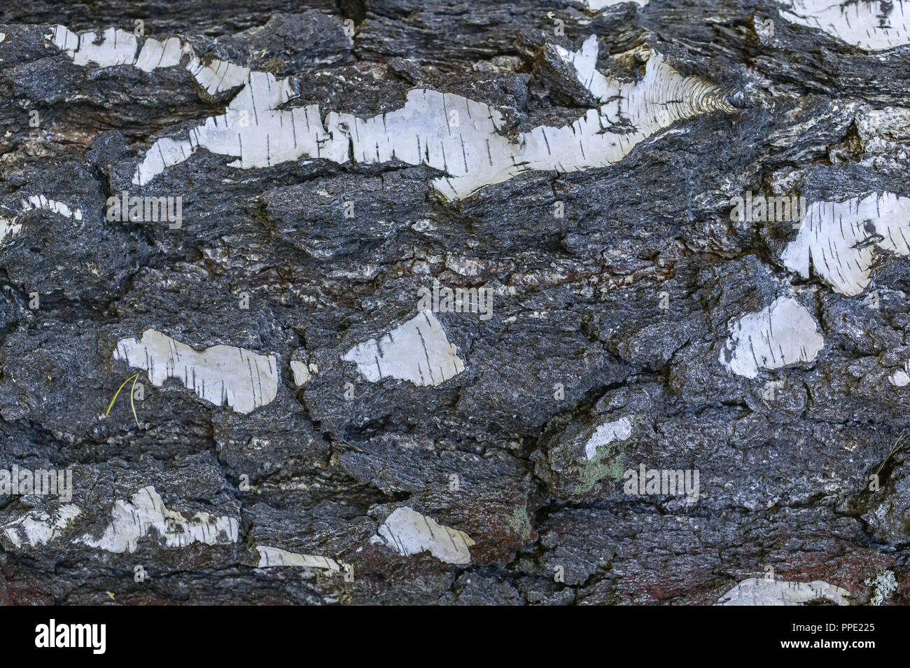 Horizontal texture Bark of old birch tree Stock Photo - Alamy