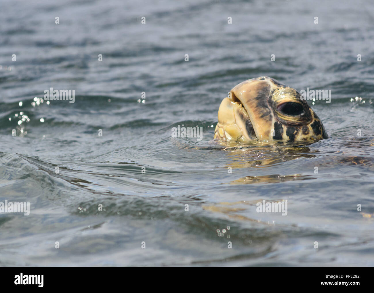 A large Hawaiian green sea turtle surfaces for air in the warm shallow ...