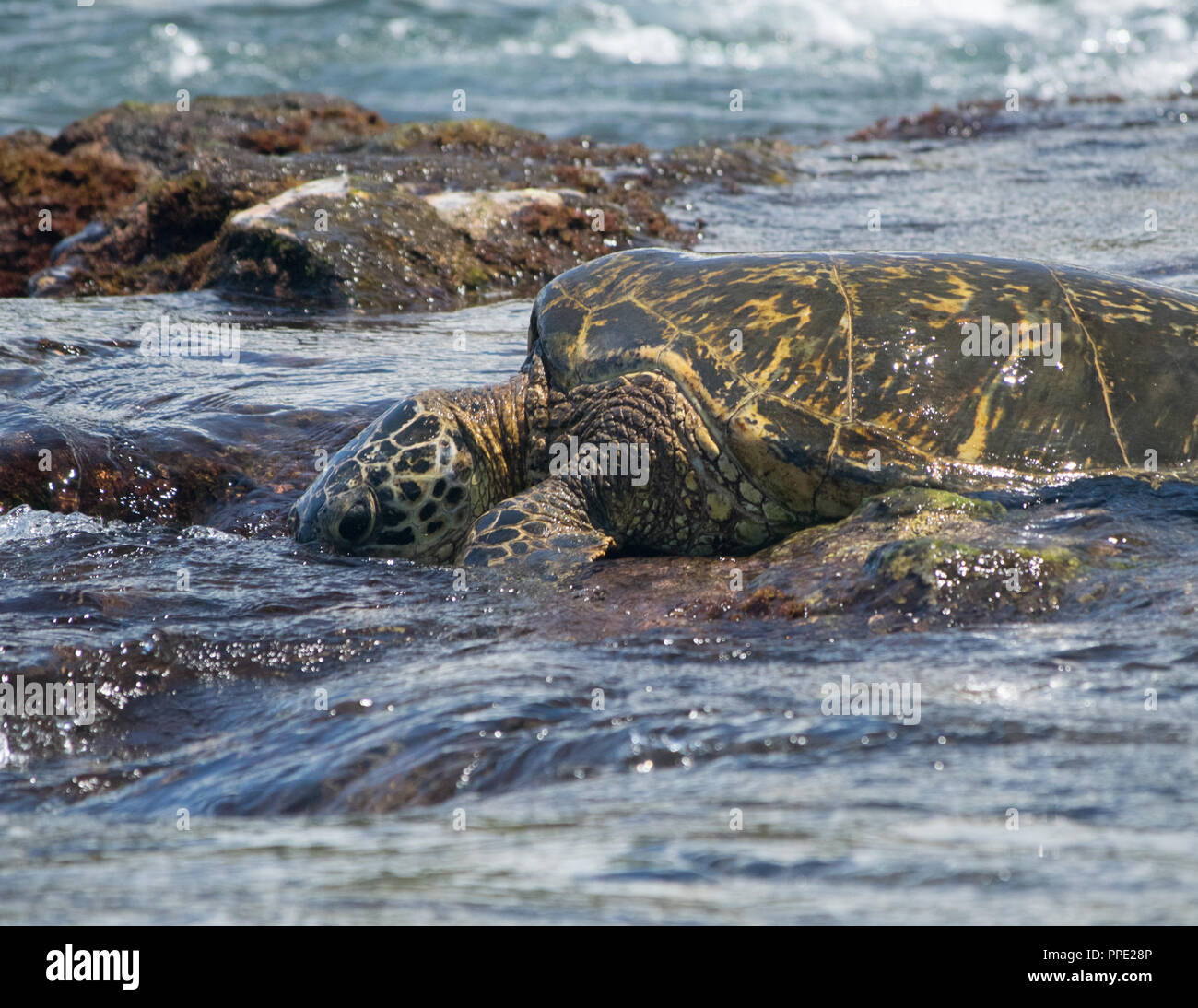 A large green sea turtle forages for algae in the shallow tide pools ...