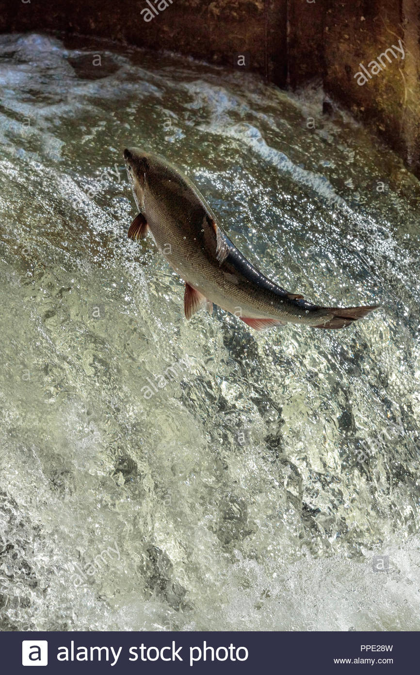 Migrating Salmon High Resolution Stock Photography and Images - Alamy