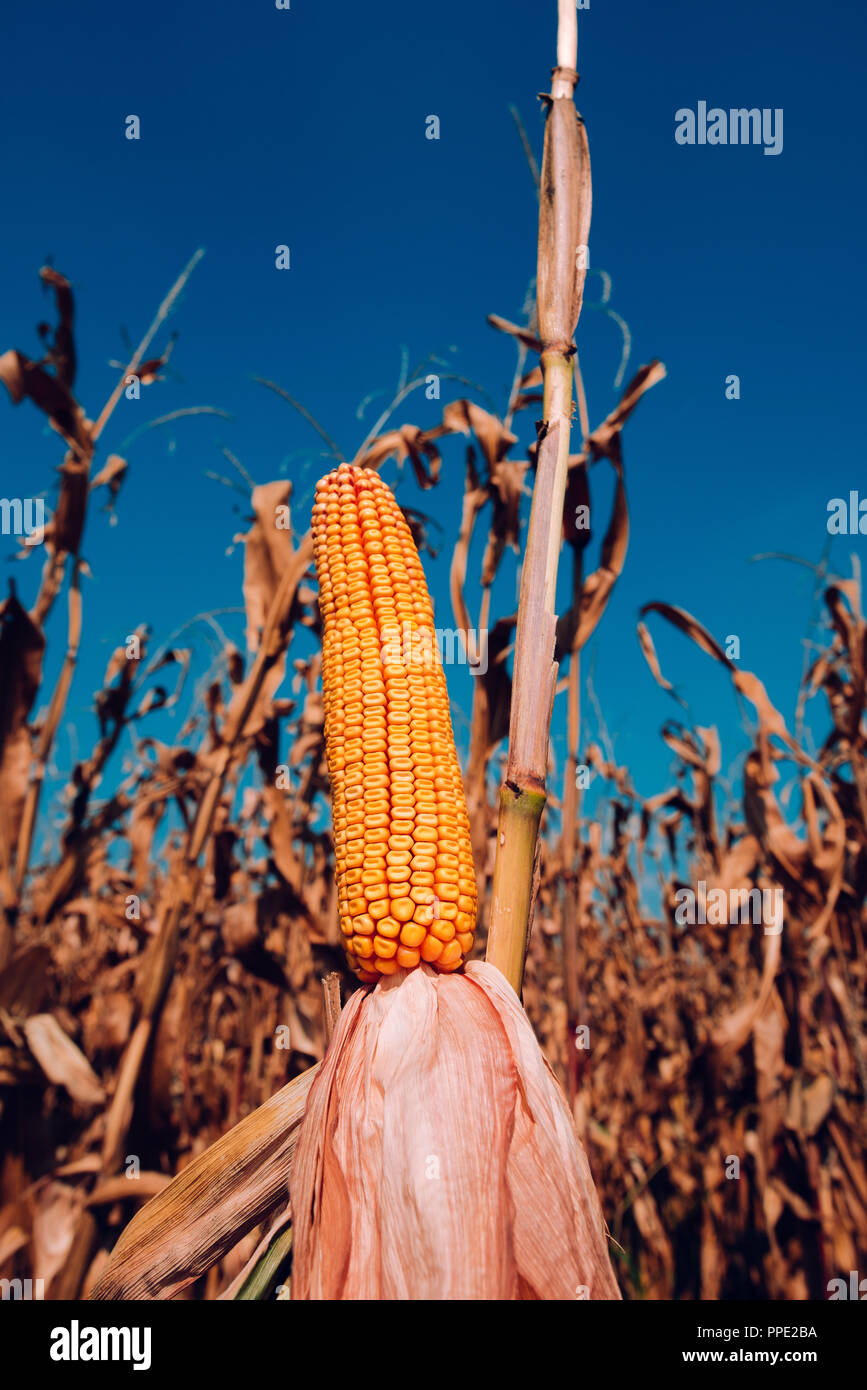 Corn on the cob in cultivated field Stock Photo - Alamy