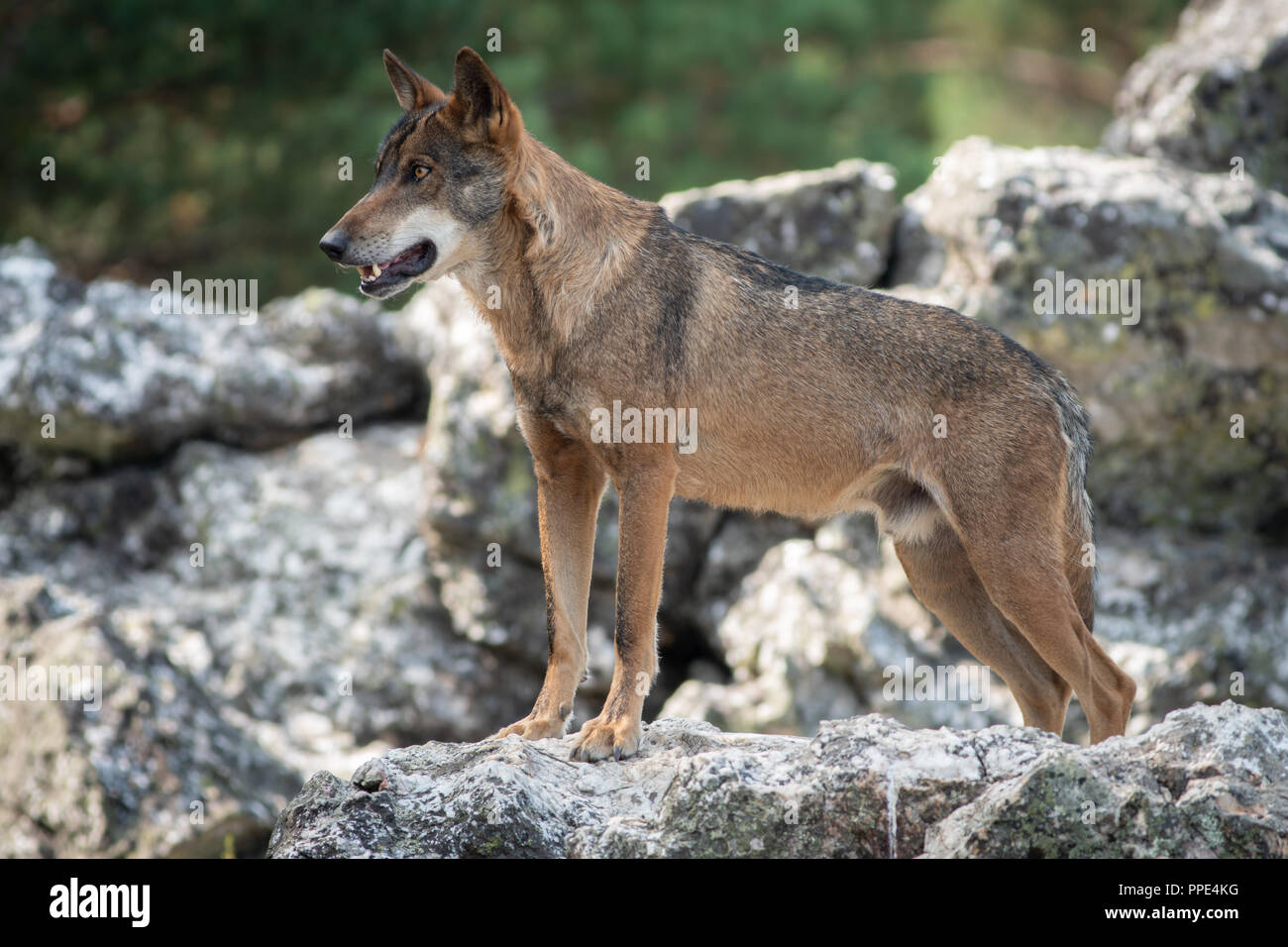 Iberian wolf watching from the top of the rock Stock Photo - Alamy
