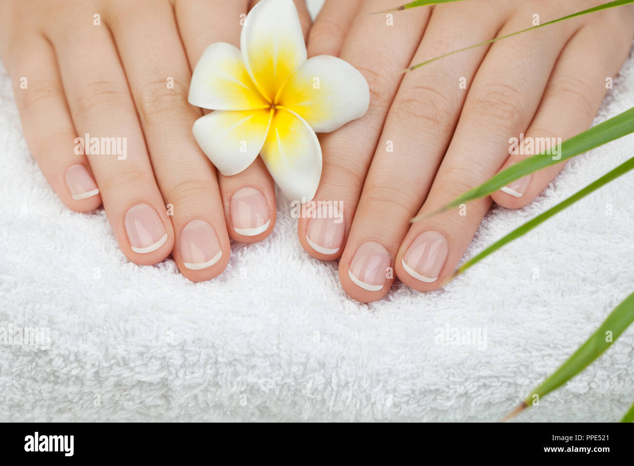 Spa manicure. Beautiful female hands with flowers, green leavesa and ...