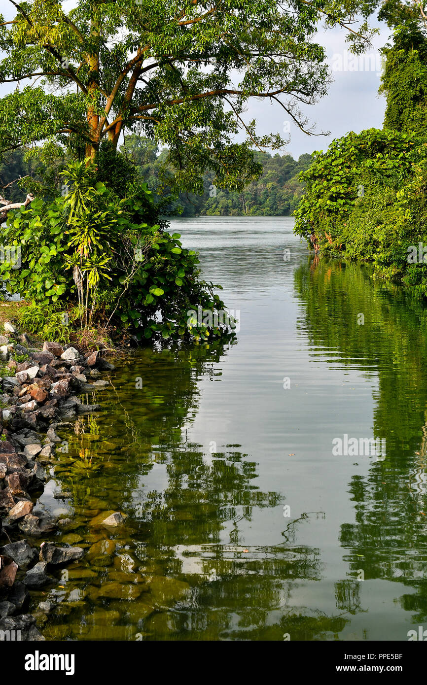 rainforest lake reflections Stock Photo - Alamy