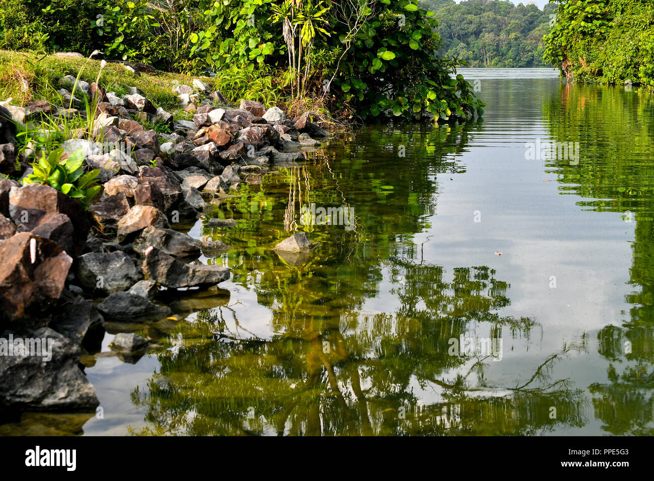 rainforest lake reflections Stock Photo - Alamy