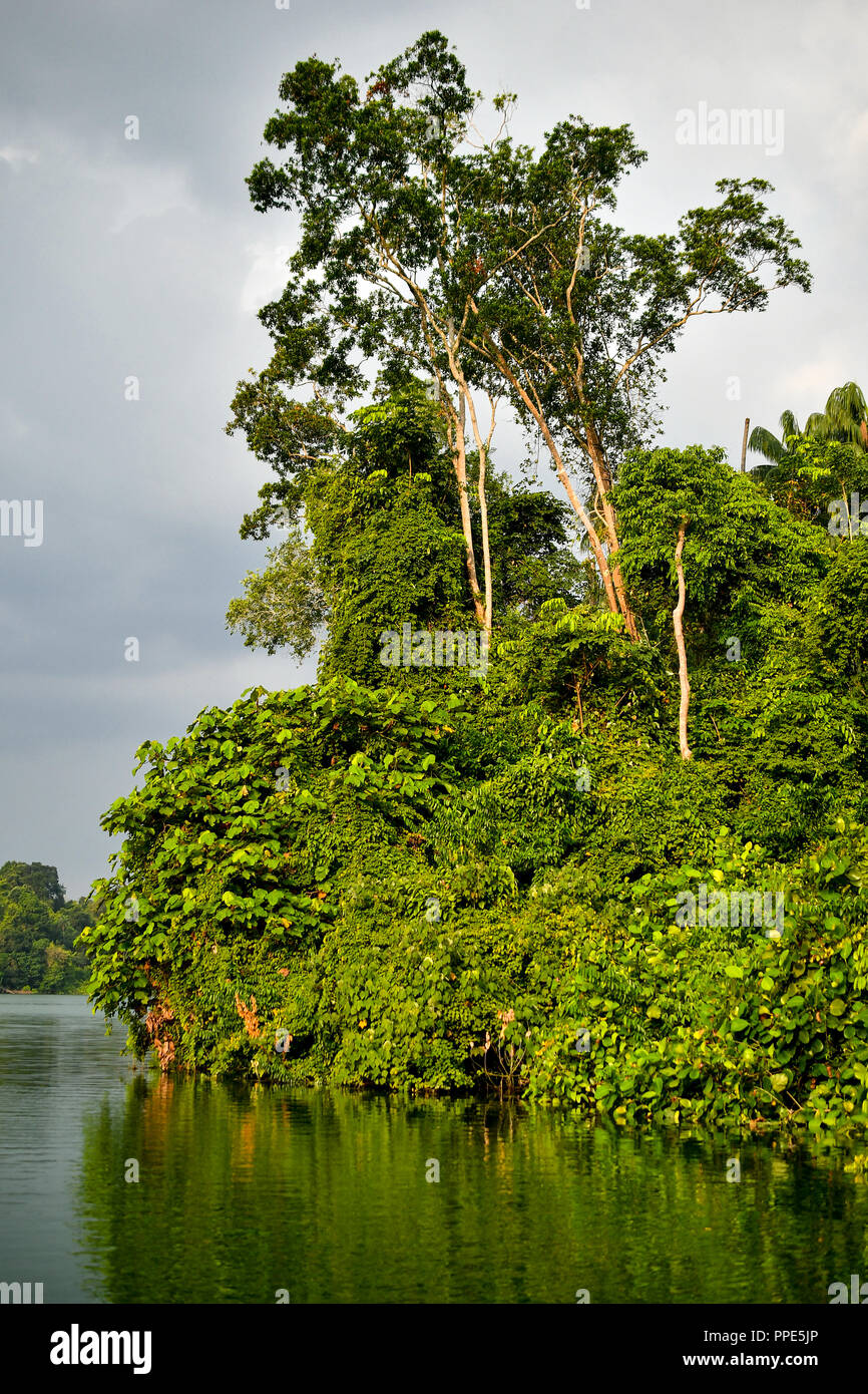 rainforest lake reflections Stock Photo - Alamy