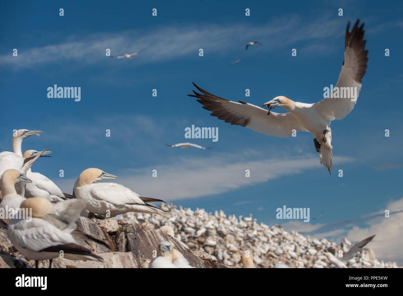 Blue gannet landing sea in flight hi-res stock photography and images ...