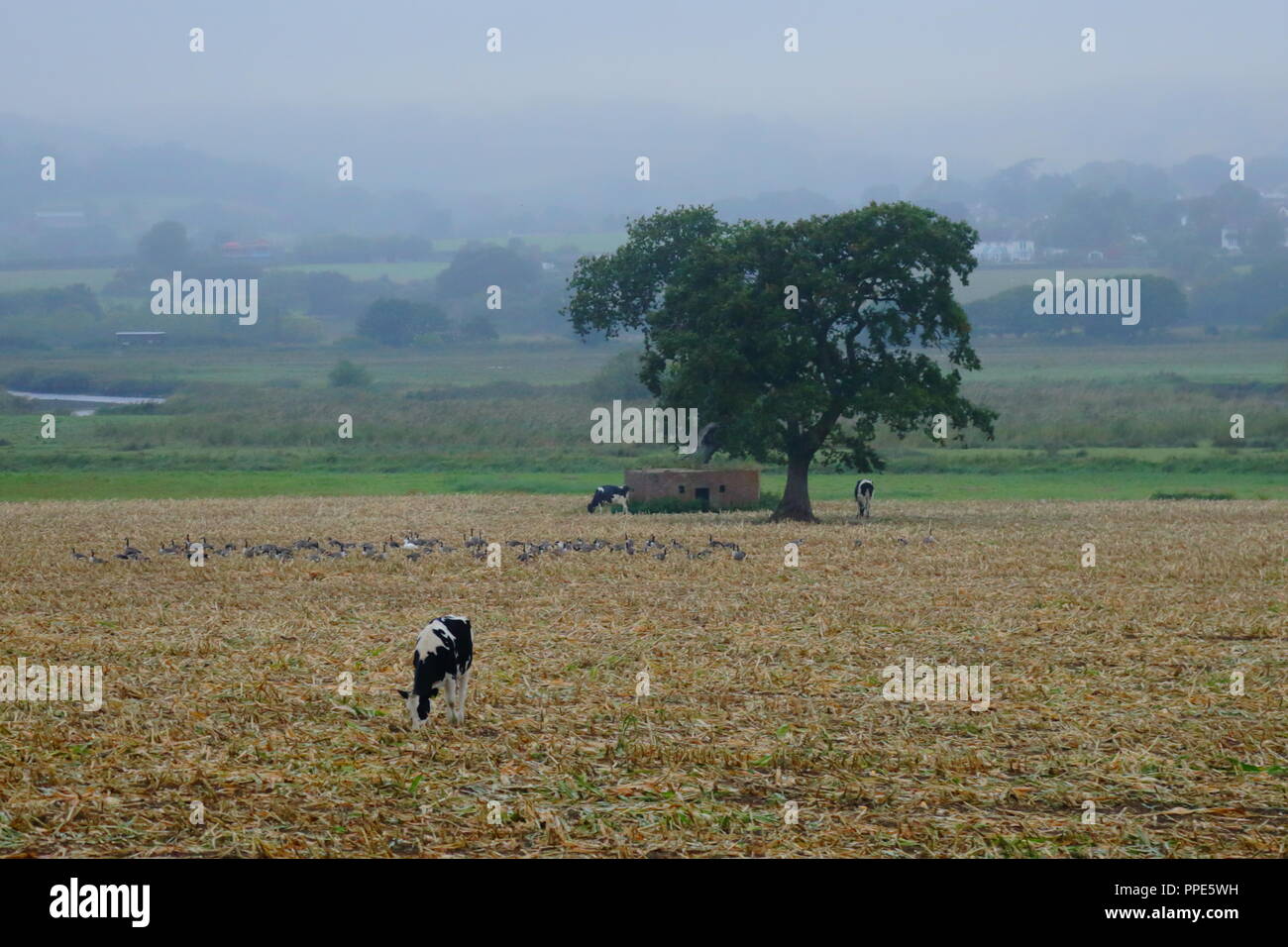 Farmland in Axe Valley in Devon on a misty morning Stock Photo - Alamy
