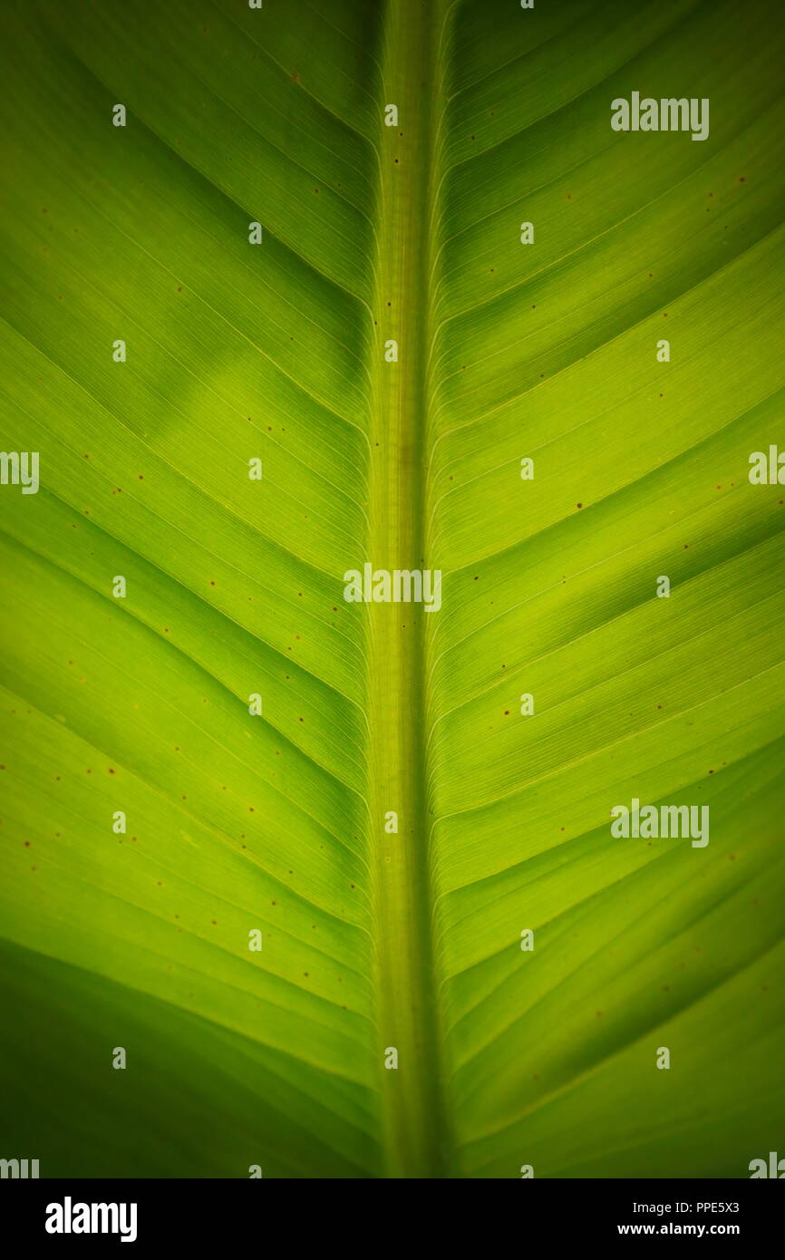 Detail of banana leaf Stock Photo - Alamy