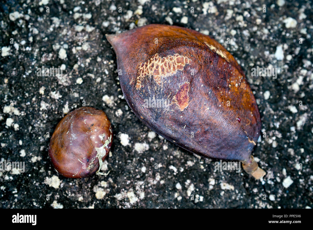 dried seed pod tropical Stock Photo - Alamy