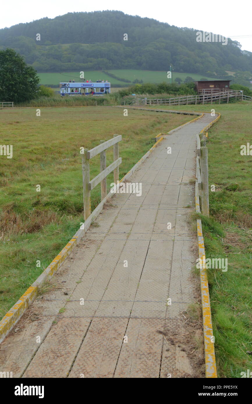 Wooden footpath in Seaton Wetlands local nature reserve in East Devon ...