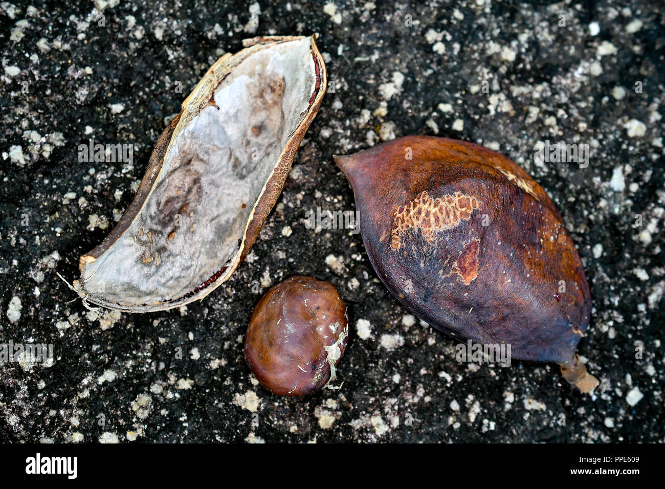 Tropical seed pod hi-res stock photography and images - Alamy