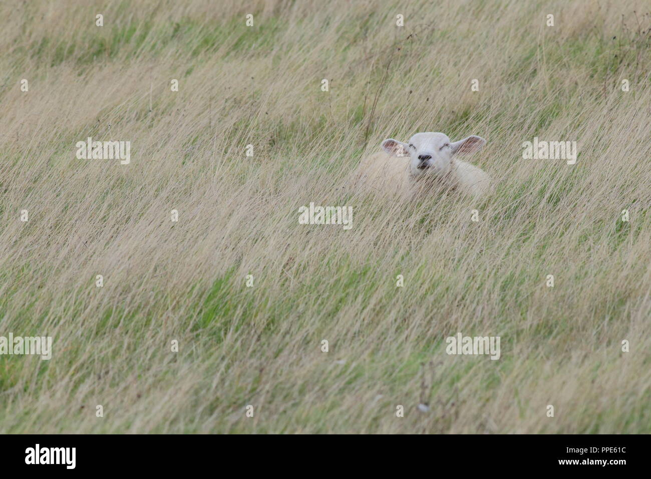 Sheep sleeping hi-res stock photography and images - Alamy