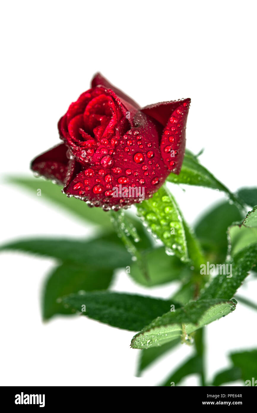 red rose with water drops isolated on white background Stock Photo - Alamy
