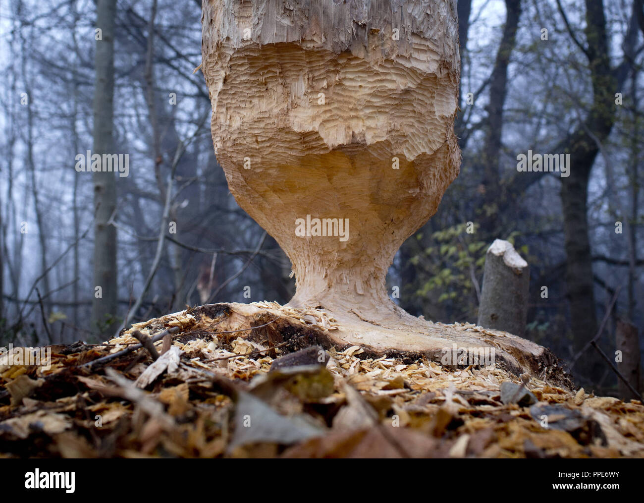 Spectacular beaver bite marks in the Amper floodplains near the ...
