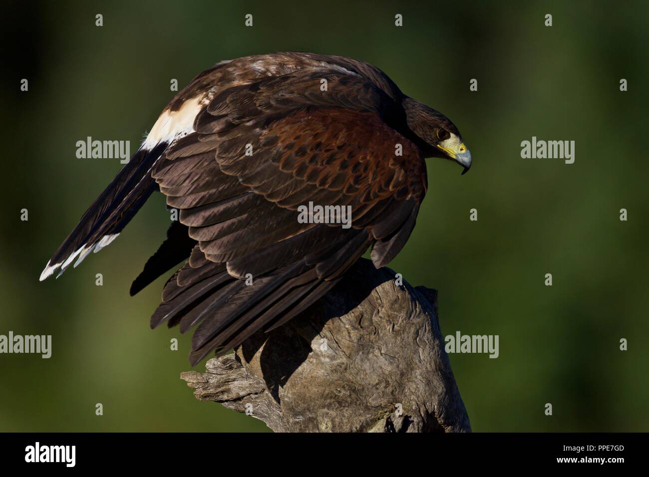 Harriss hawk parabuteo unicinctus birds hi-res stock photography and ...