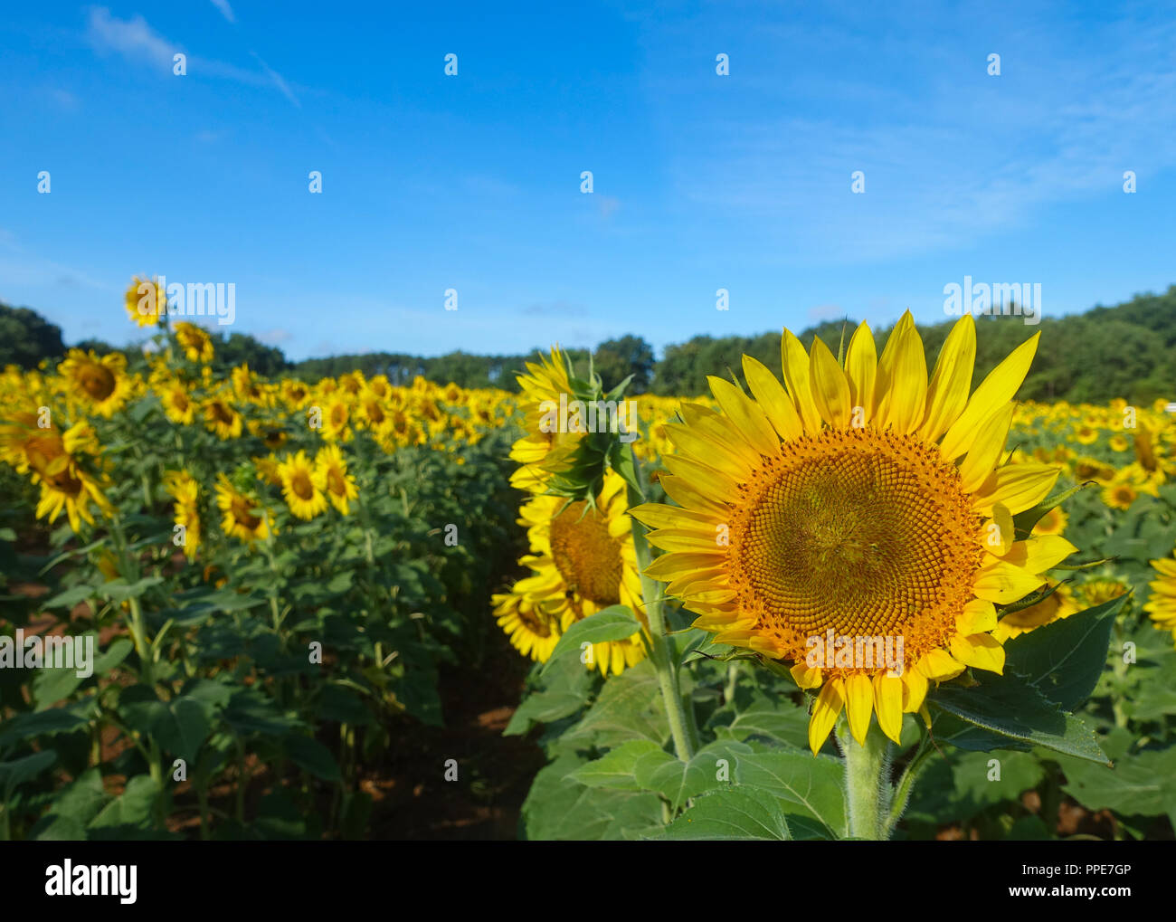 Raleigh North Carolina Sun Flowers High Resolution Stock Photography ...