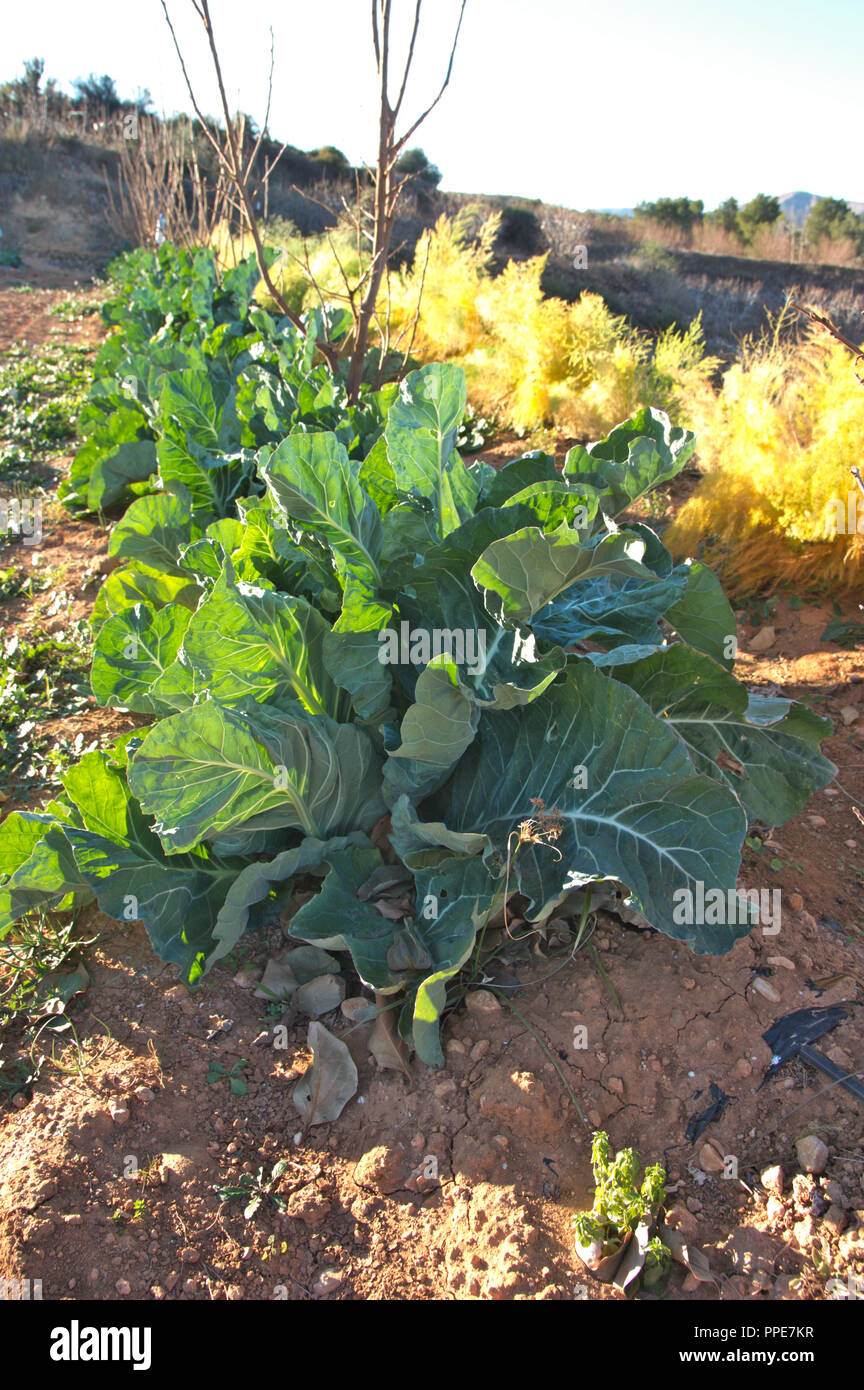 Close-up of a row of Swiss chard grown in the garden next to other ...