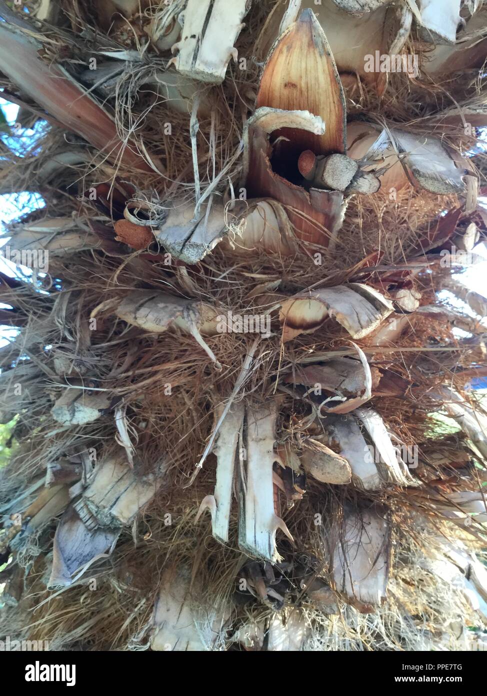Closeup palm tree bark hi-res stock photography and images - Alamy