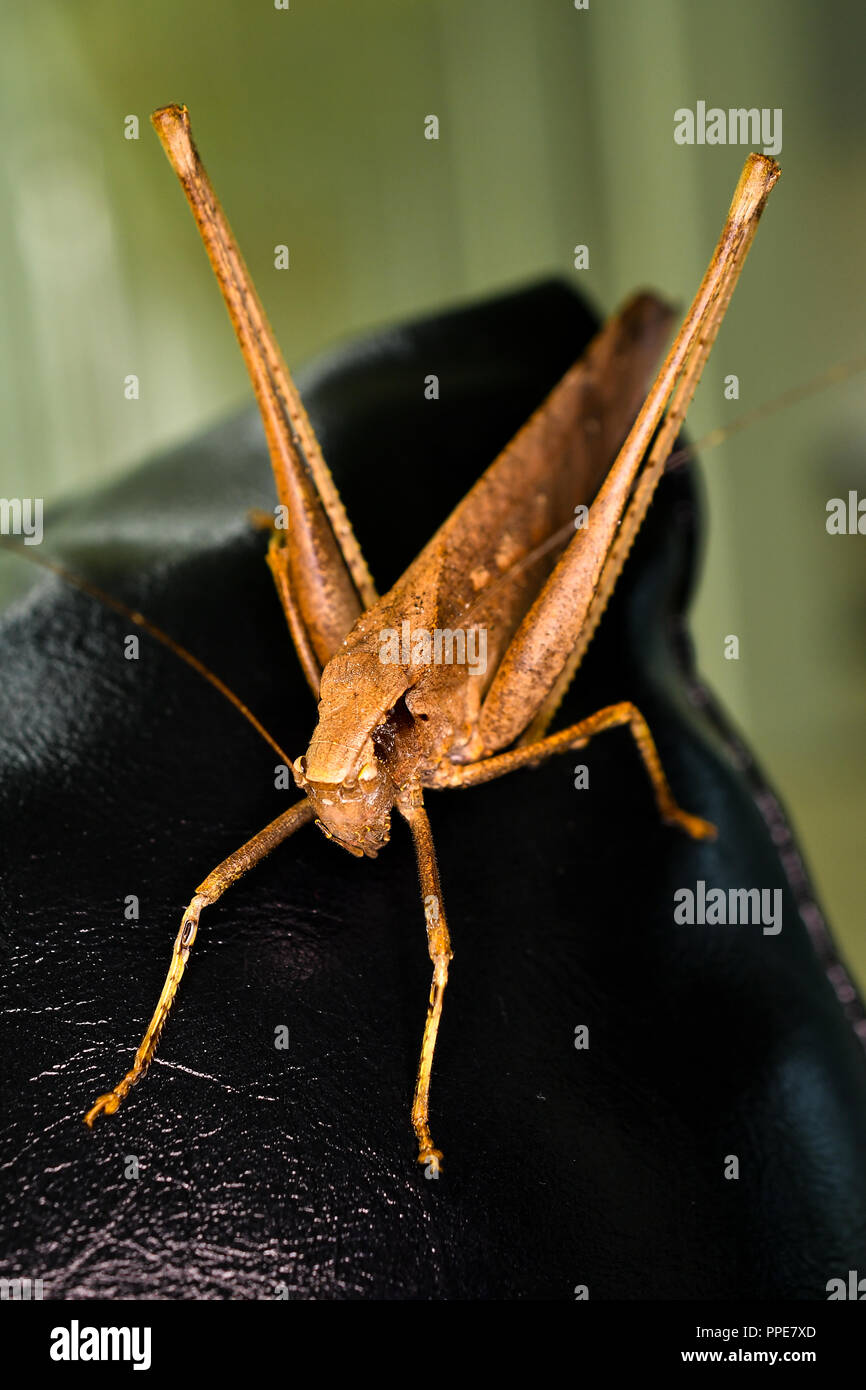 Brown locust hi-res stock photography and images - Alamy